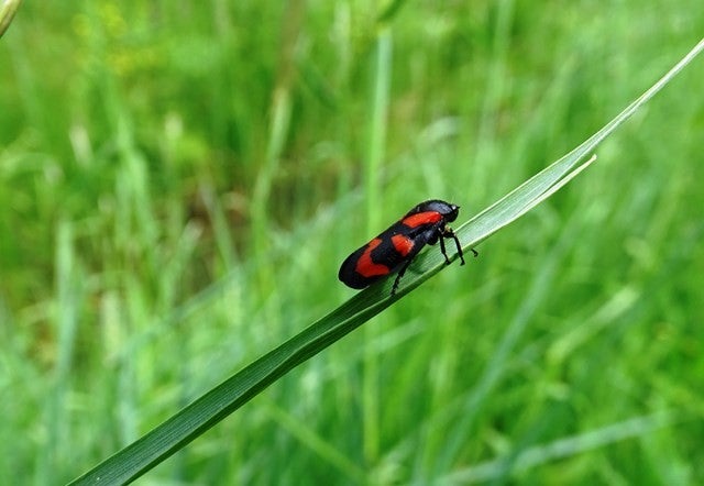 Bloedcicade / Insecten, amfibieën en libelle | Genieten-van-de-natuur