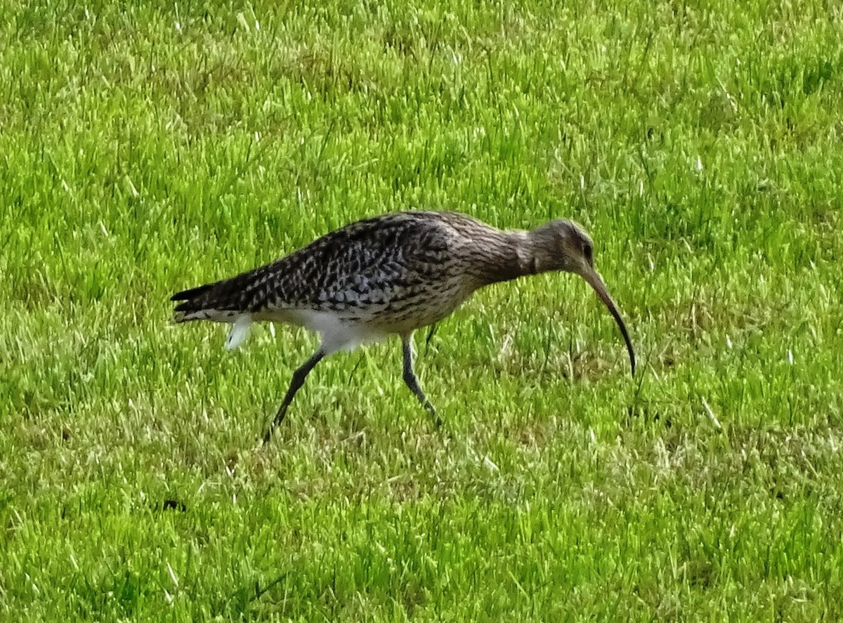 Wulp / Overige vogels | Genieten-van-de-natuur