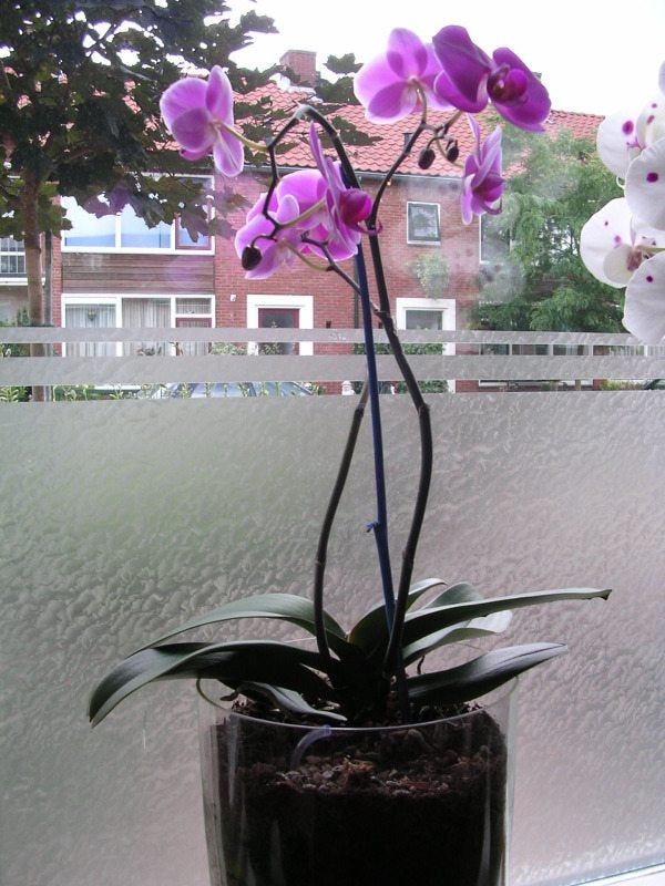 water geven / verzorging | winterswijkse-orchidee.jouwweb.nl