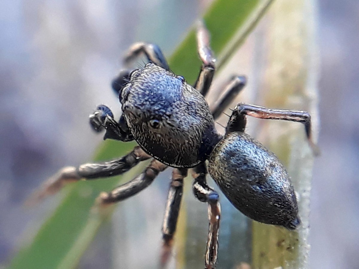 Springspinnen | Faunafoto.nl