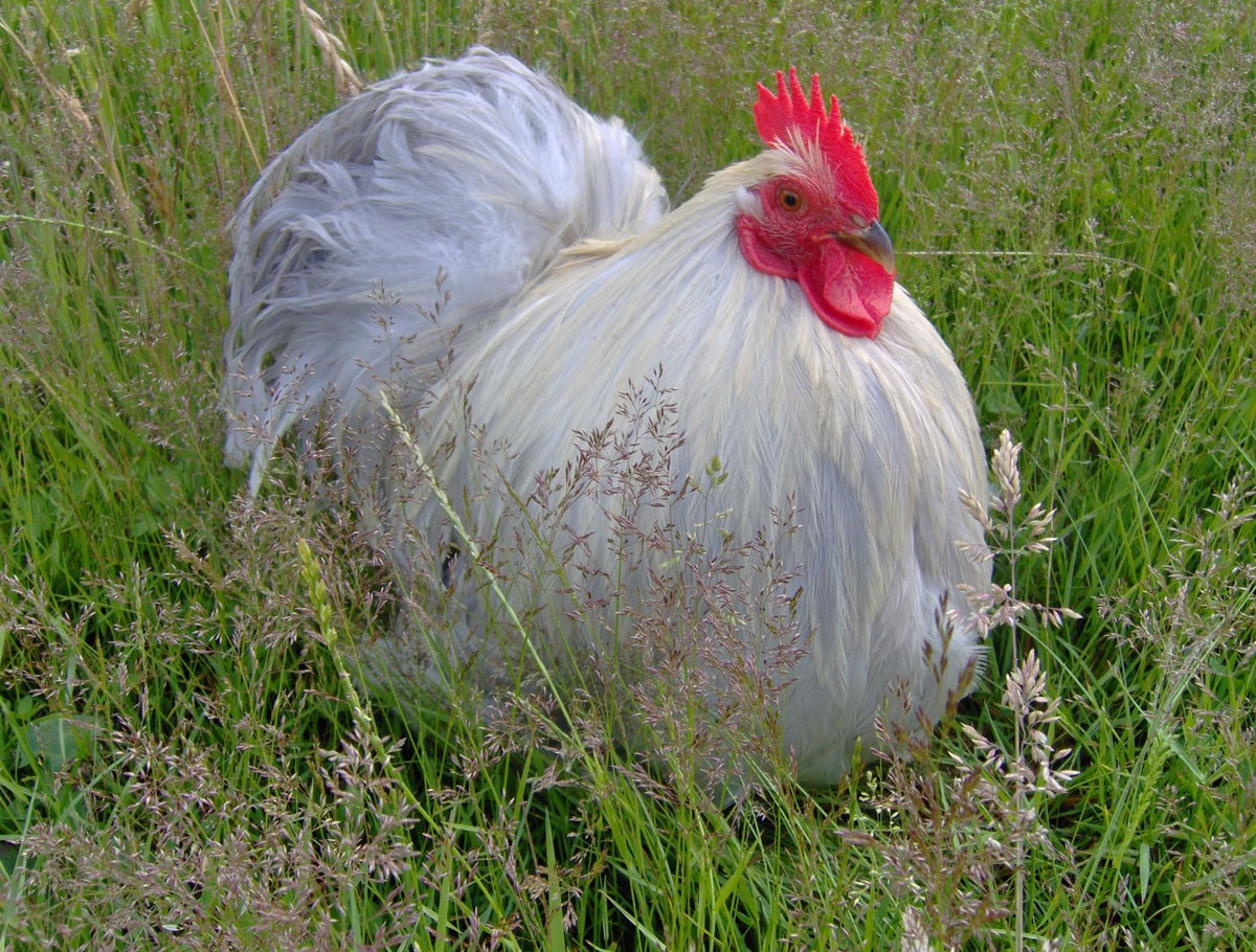 wat is kippenfokkerij de kriel | Kippenfokkerij-de-kriel-jouwweb