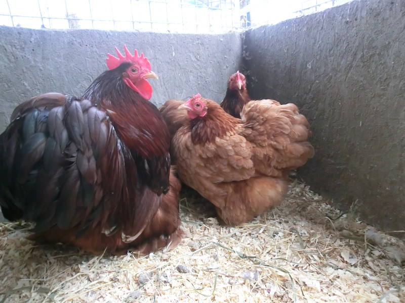 foto album | Kippenfokkerij-de-kriel-jouwweb