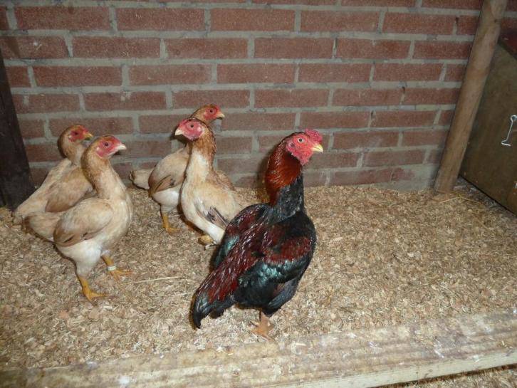 ko shamo | Kippenfokkerij-de-kriel-jouwweb