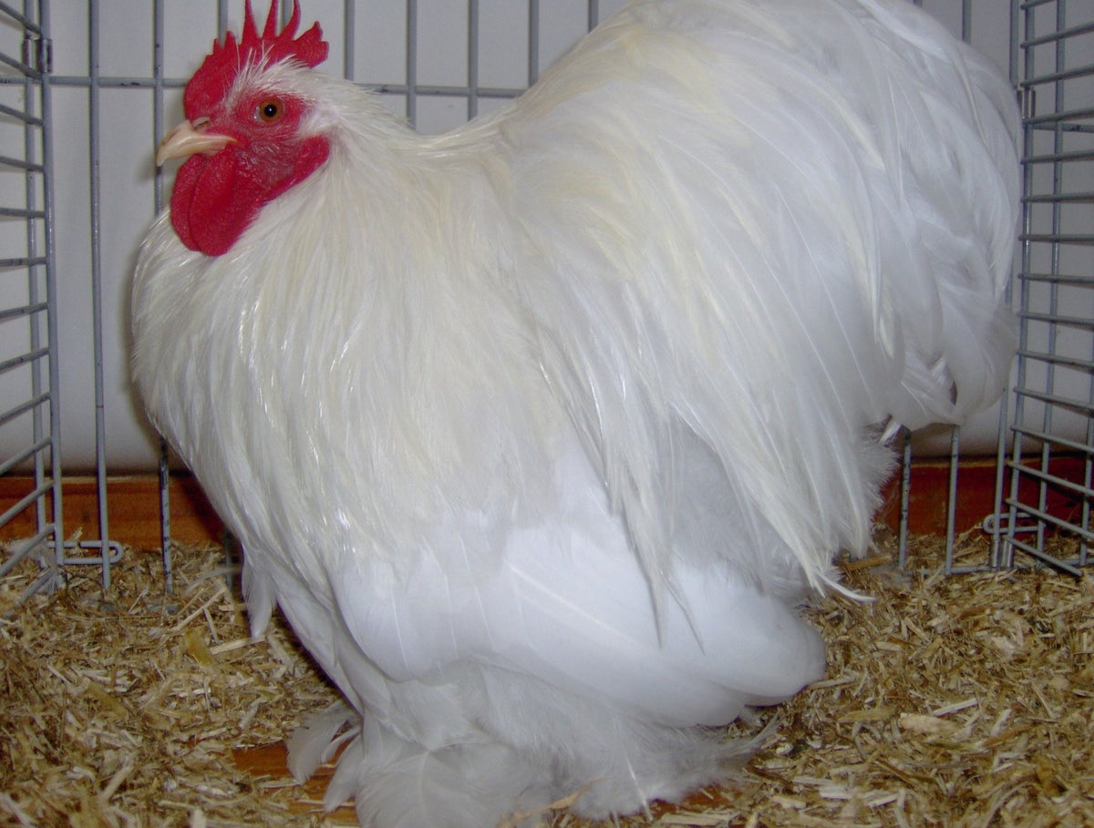 geschiedenis van de cochin kriel | Kippenfokkerij-de-kriel-jouwweb