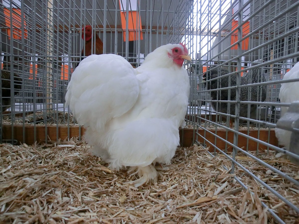 geschiedenis van de cochin kriel | Kippenfokkerij-de-kriel-jouwweb