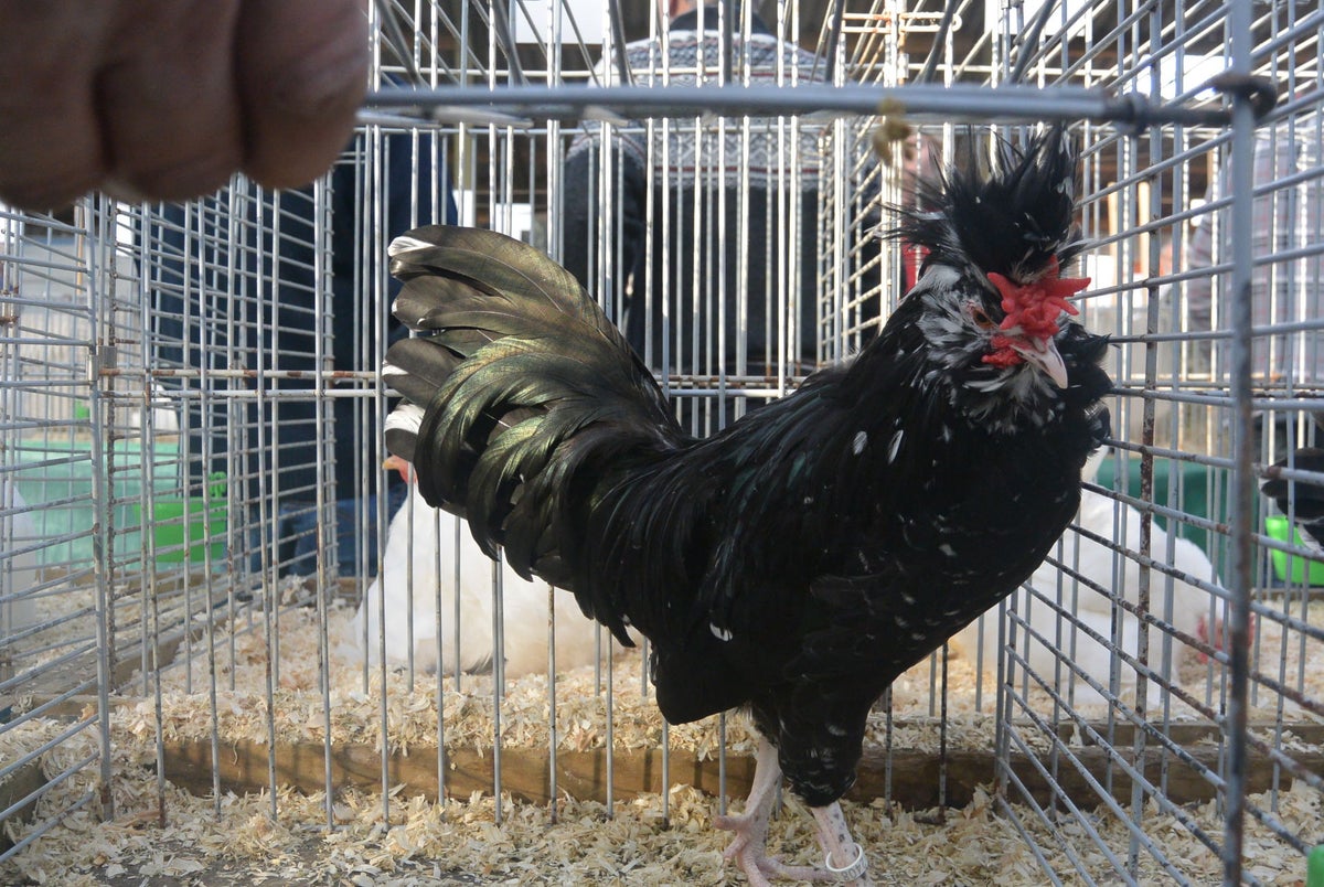 wat is kippenfokkerij de kriel | Kippenfokkerij-de-kriel-jouwweb