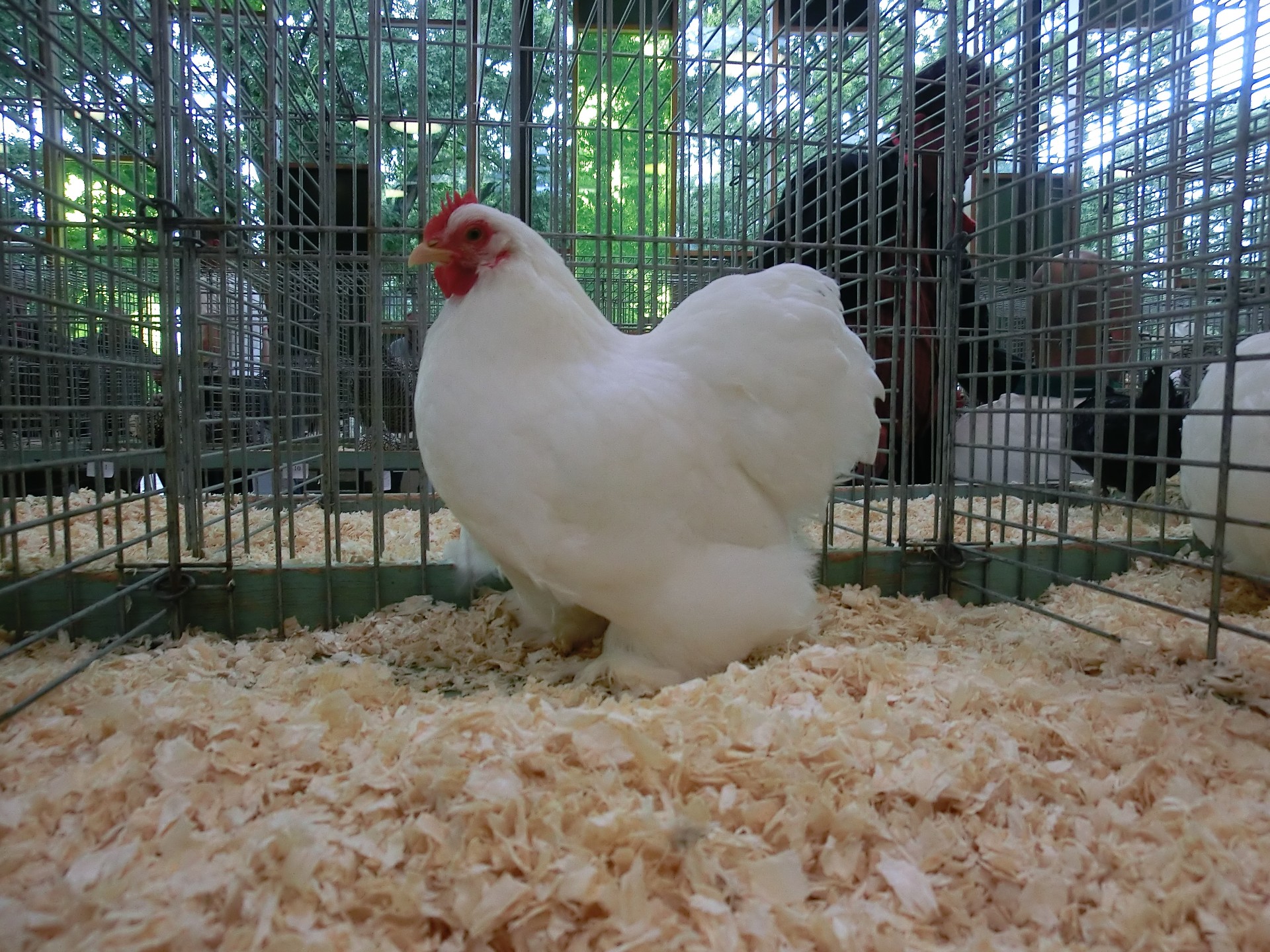 Kippenfokkerij de kriel jouwweb | kippenfokkerij-de-kriel-jouwweb ...