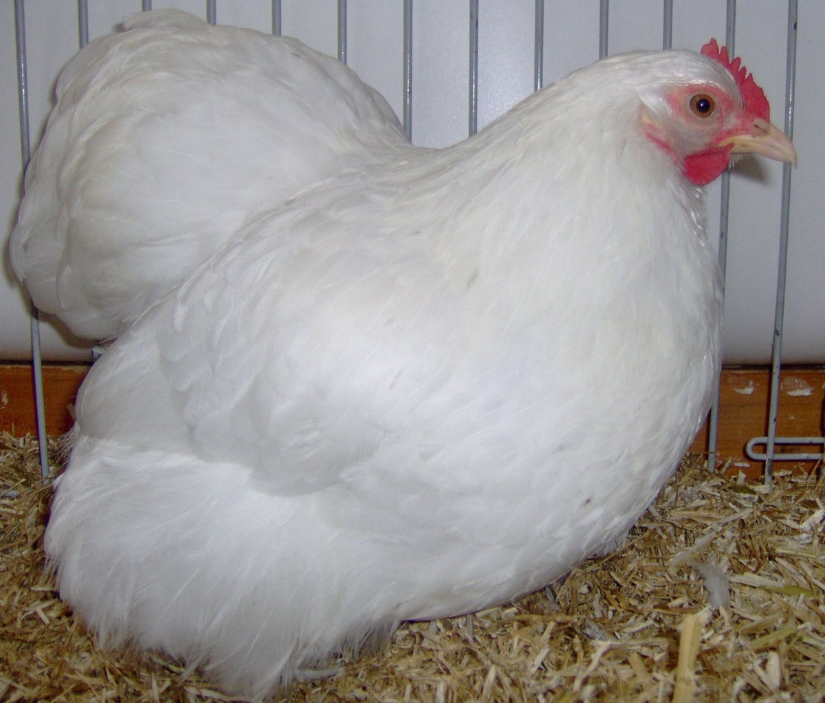 tentoonstellings foto's | Kippenfokkerij-de-kriel-jouwweb