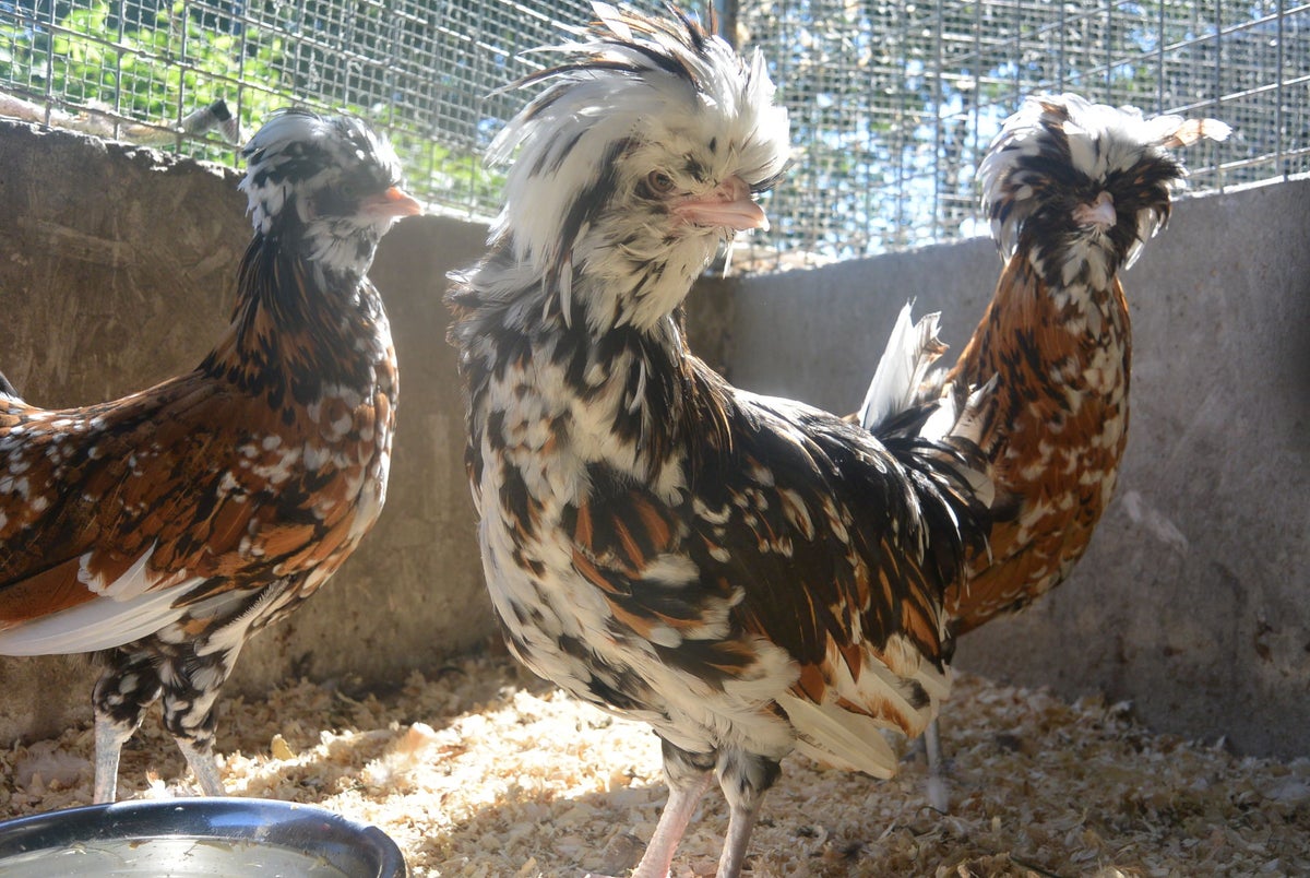 Kippenfokkerij de kriel jouwweb | kippenfokkerij-de-kriel-jouwweb ...