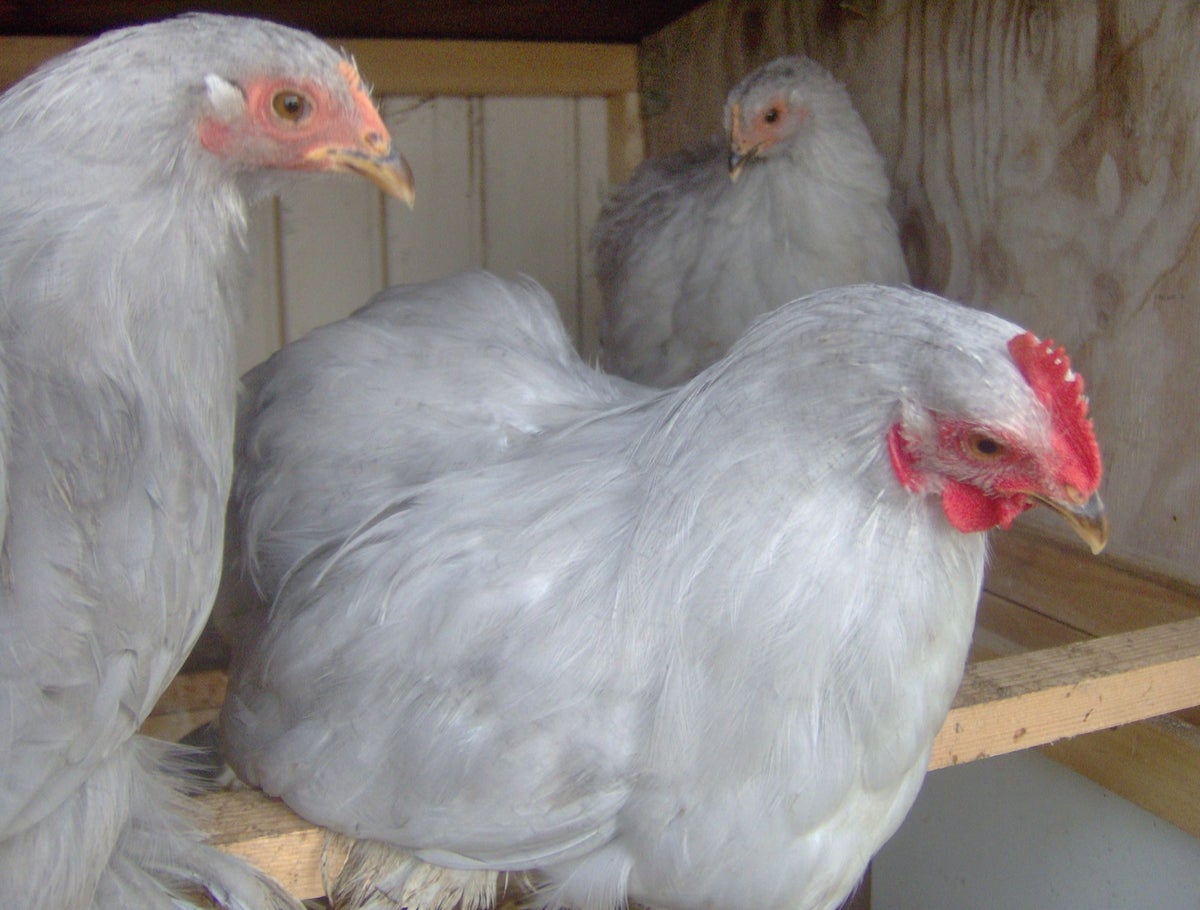 wat is kippenfokkerij de kriel | Kippenfokkerij-de-kriel-jouwweb