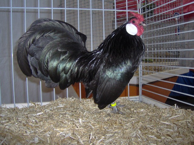 geschiedenis van de java kriel | Kippenfokkerij-de-kriel-jouwweb