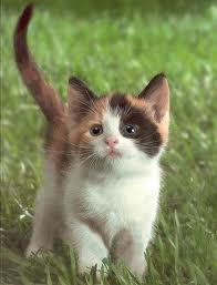 katten weetjes | Kat-en-kitten