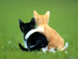 Grappige Filmpjes / Grappige katten | Kattenkittens