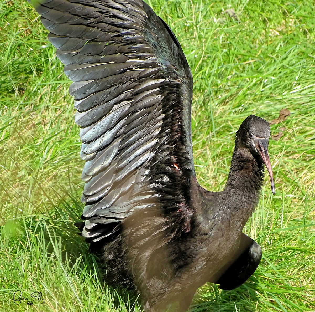 Vogels Gaia Zoo en het wild | freubels-van-elly.jouwweb.nl