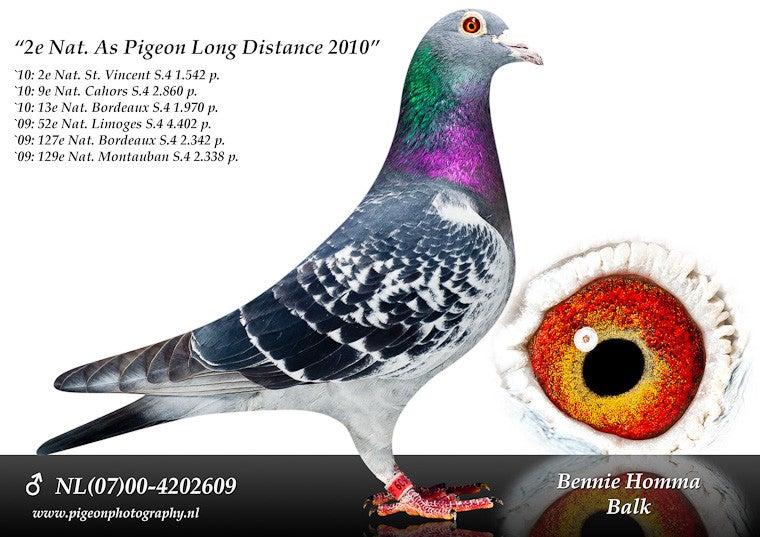 Kwekers Gebr Limburg & Jan Grootoonk | P-visser-en-zn