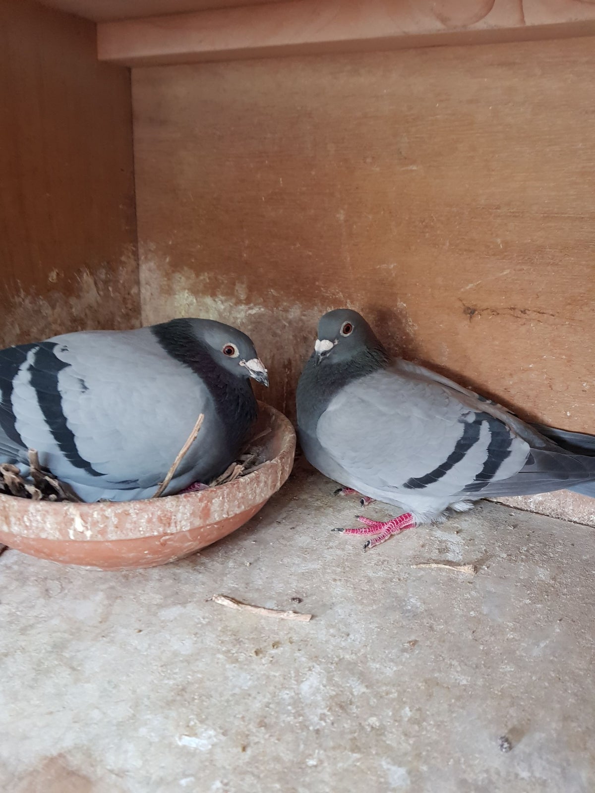 Kweek 2024 | P-visser-en-zn