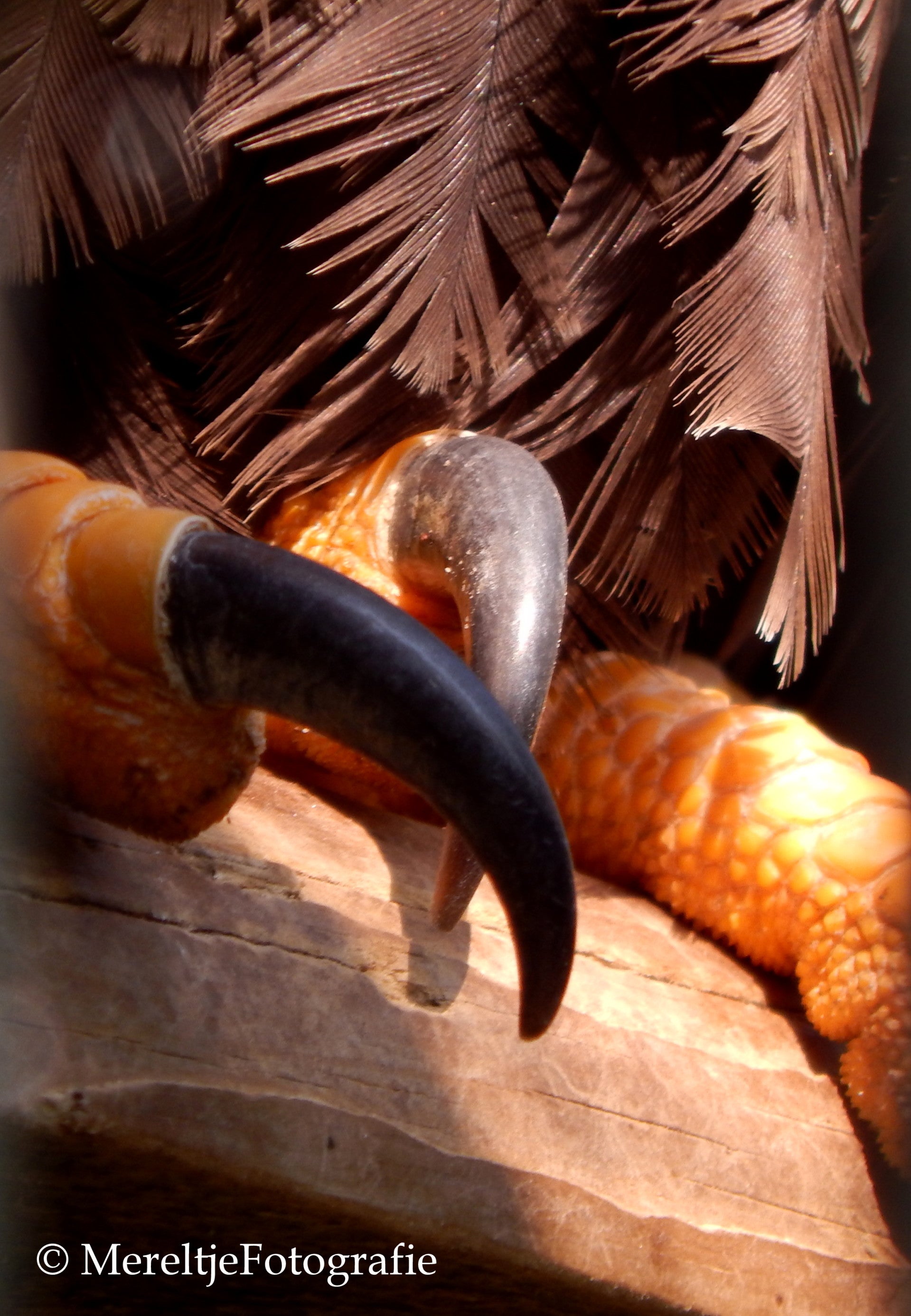 Zeearend / Vogels | Wereldspotter.nl