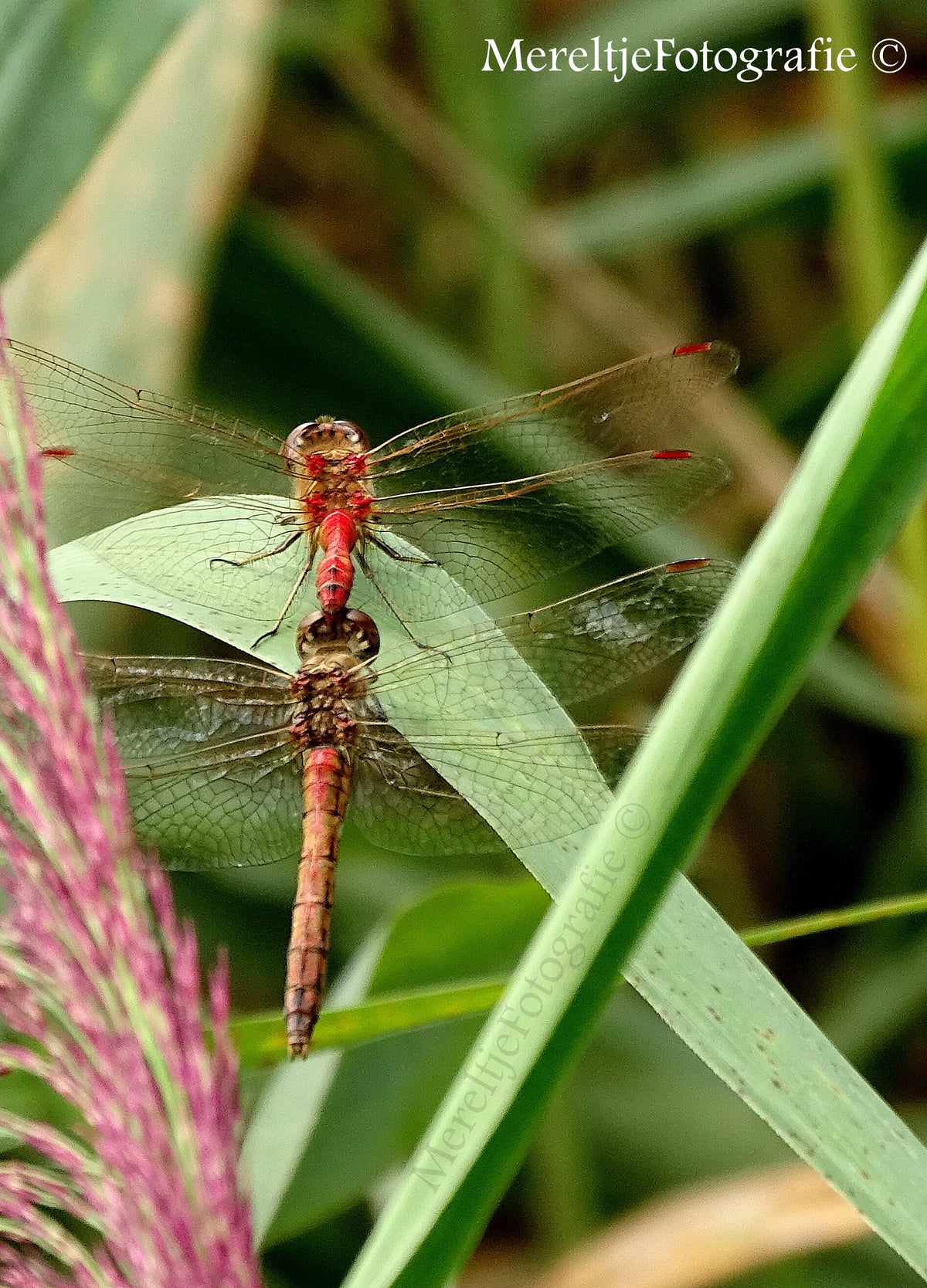 Steenrode heidelibel / Overzicht verschillen rode libellen ...
