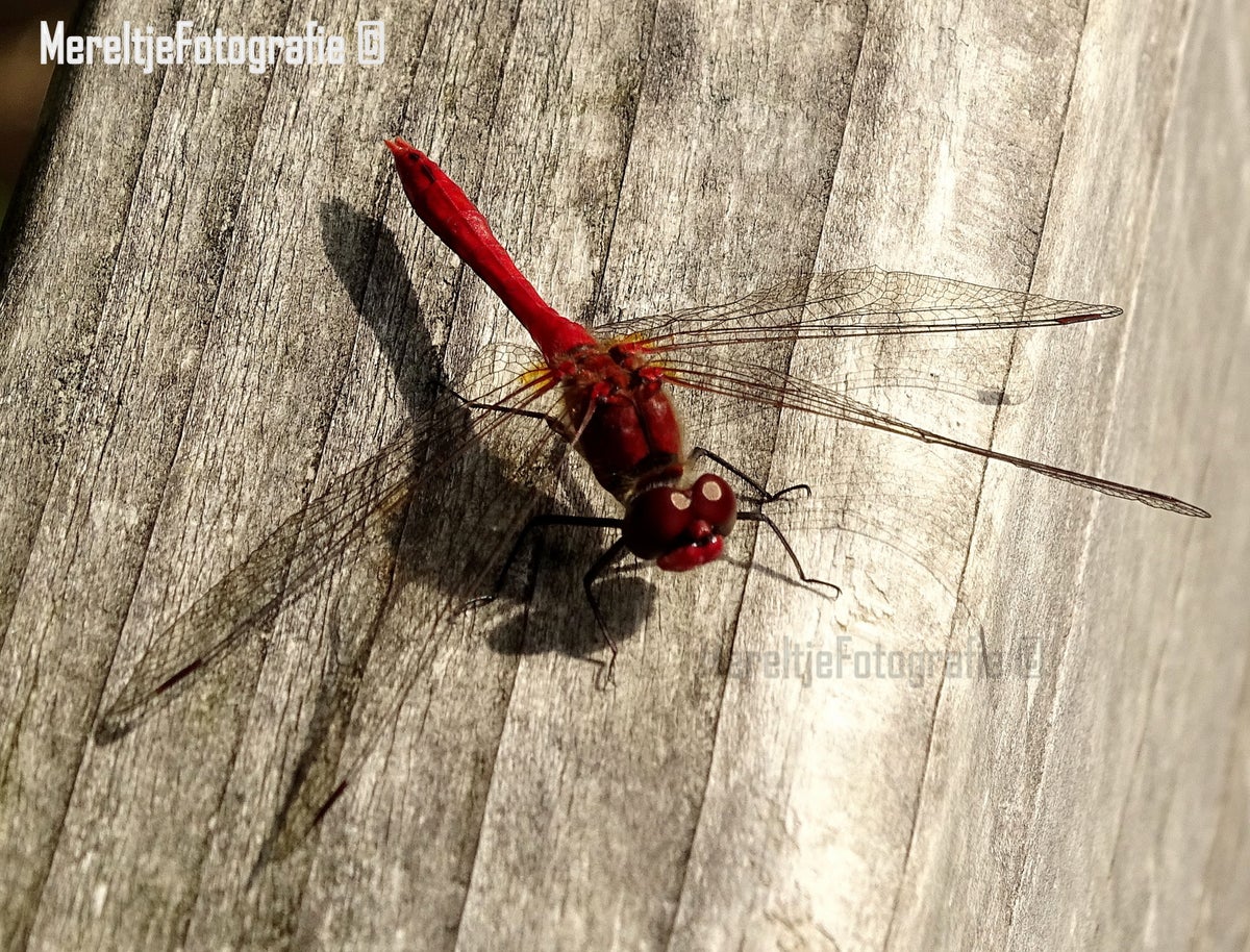 leer ze herkennen Libellen / Libellen | Wereldspotter.nl