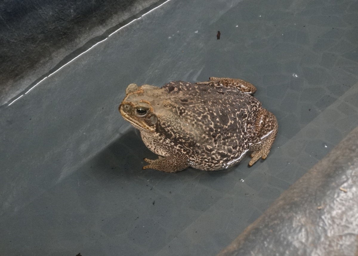 padden / kikkers en padden / amfibieën / gewervelden | Wilde-dieren ...