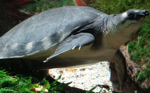 Nieuw-Guinese tweeklauw / Trionychoidea / halsbergers / schildpadden ...