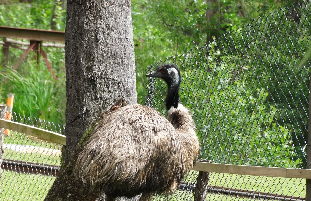 emoes / kasuarissen en emoes / Paleognathae / vogels / gewervelden ...
