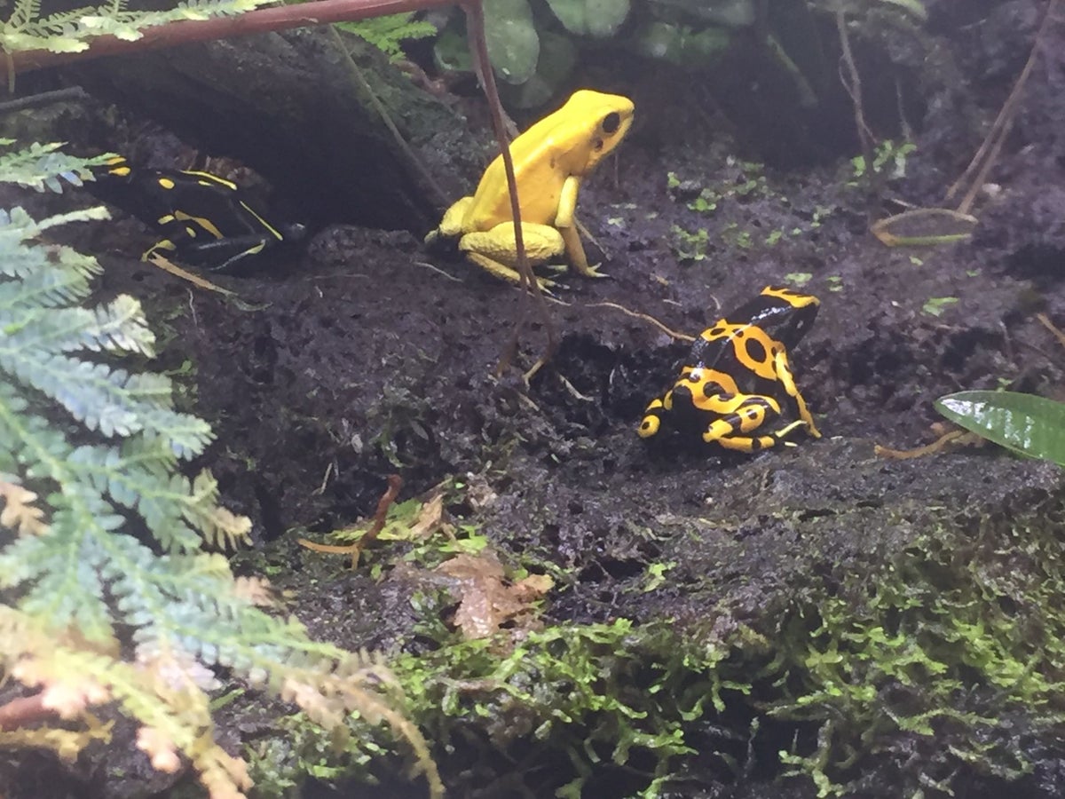 Dendrobatinae / pijlgifkikkers / kikkers en padden / amfibieën ...