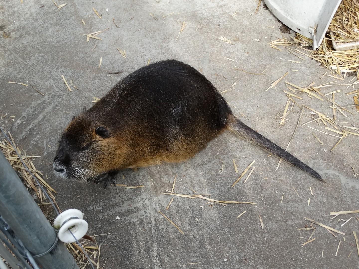 beverrat / knaagdieren / zoogdieren / gewervelden | Wilde-dieren ...
