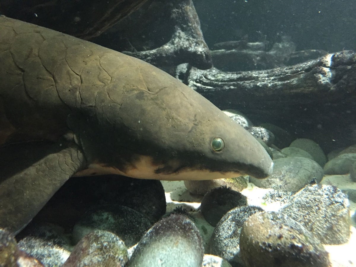 Ceratodontidae / Australische longvissen / longvissen / kwastvinnigen ...