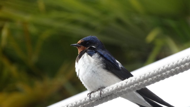 zwaluwen / zangvogels / Neognathae / vogels / gewervelden | Wilde ...