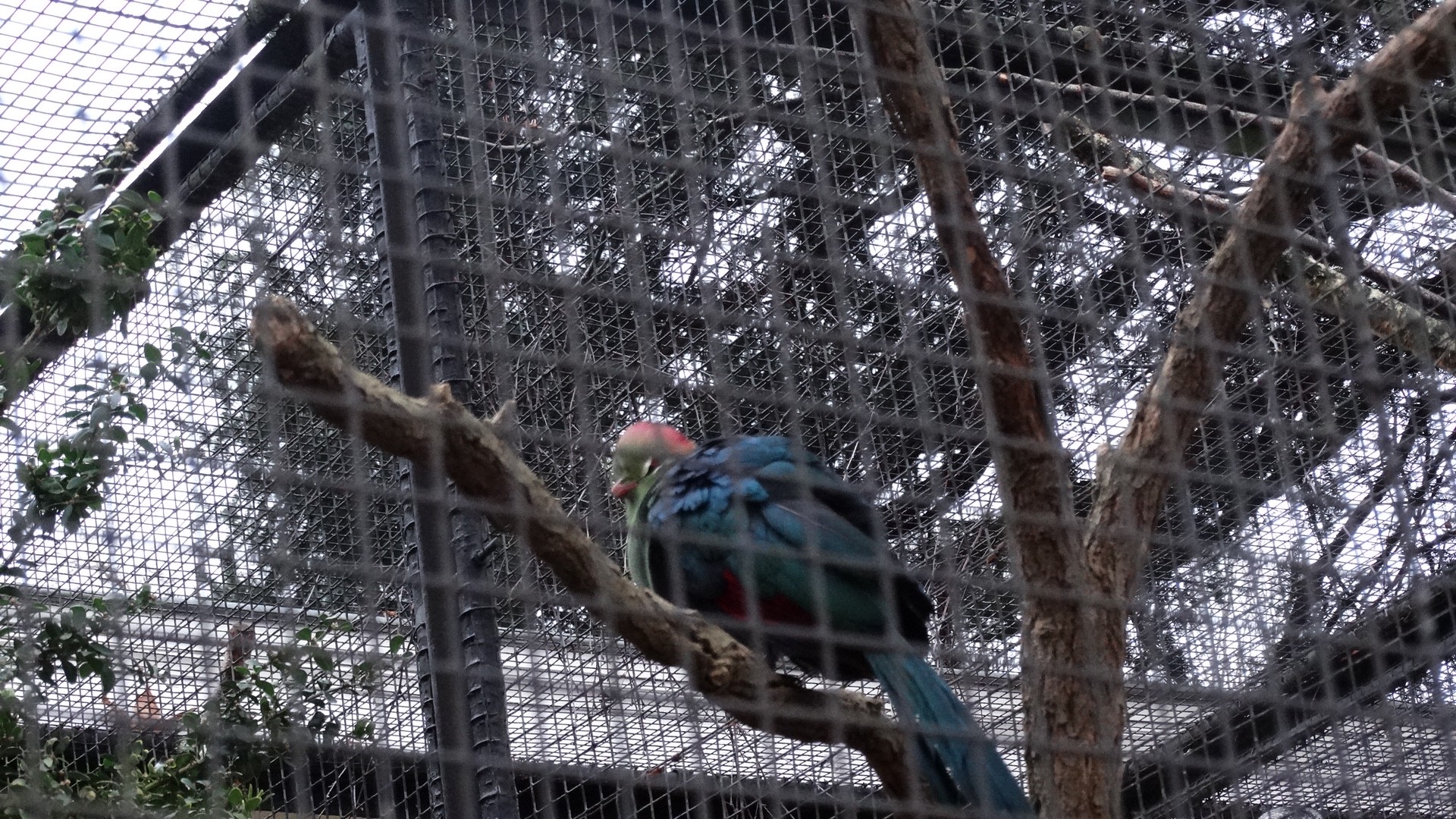 toerako's / Neognathae / vogels / gewervelden | Wilde-dieren-encyclopedie