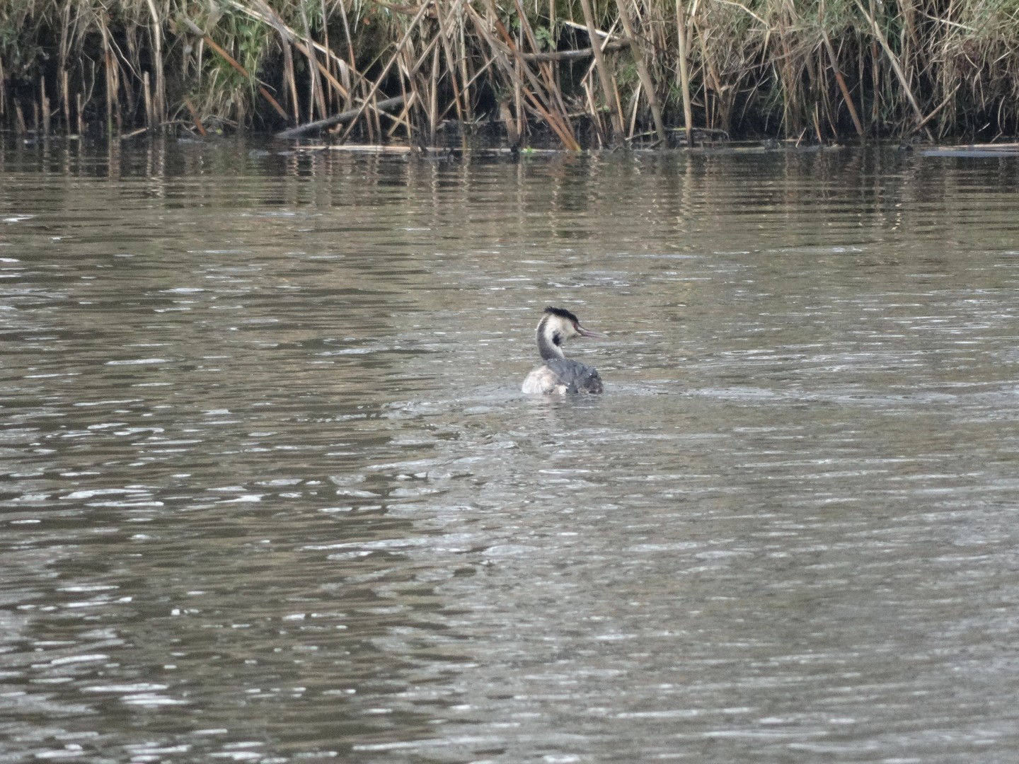 futen / Neognathae / vogels / gewervelden | Wilde-dieren-encyclopedie