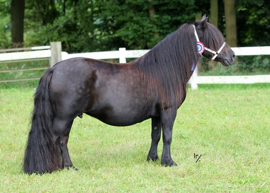 Romy / Merries | Gasselaar