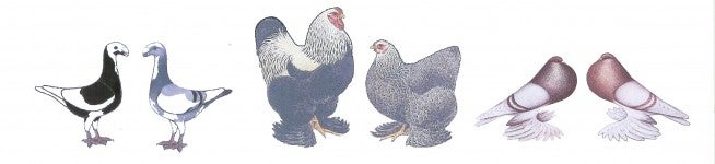 Polecat / Overige kleuren | Berendbeekhuis