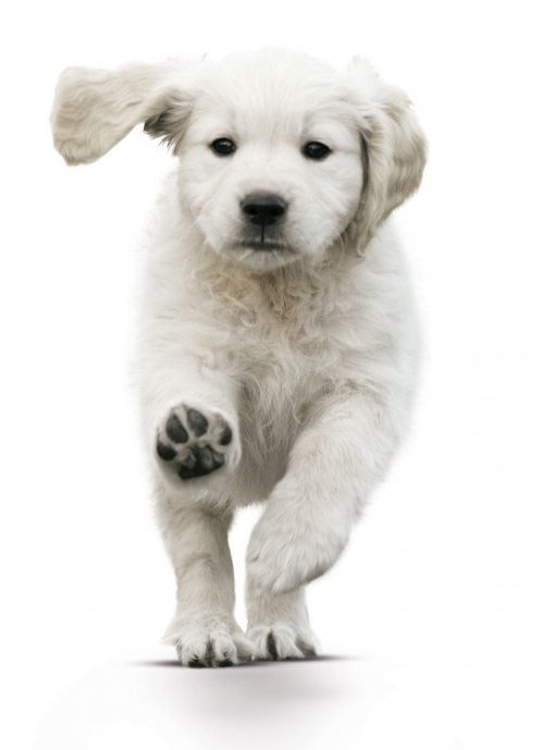 van wolf tot hond | Schattigehondjes