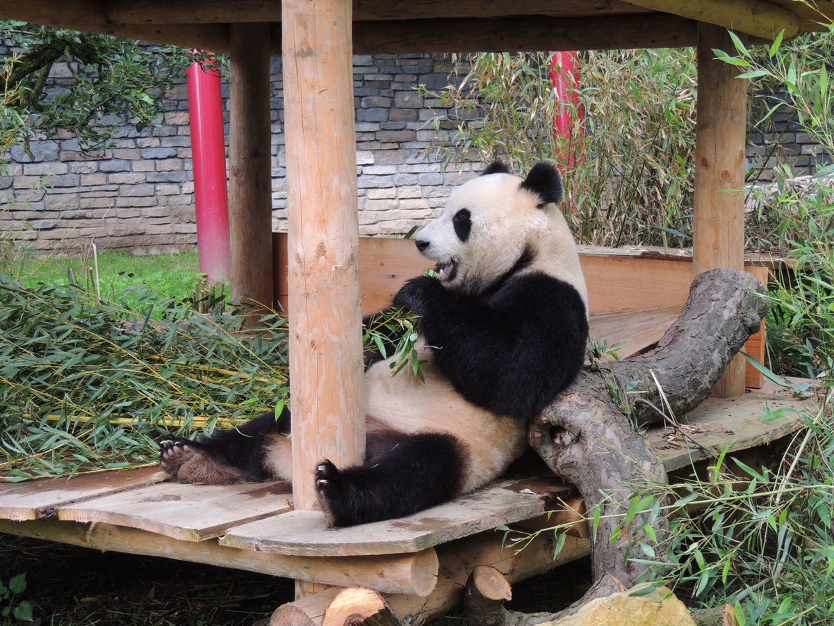 Ouwehands Dierenpark Panda's 2017 + 2018 | Bloementoer