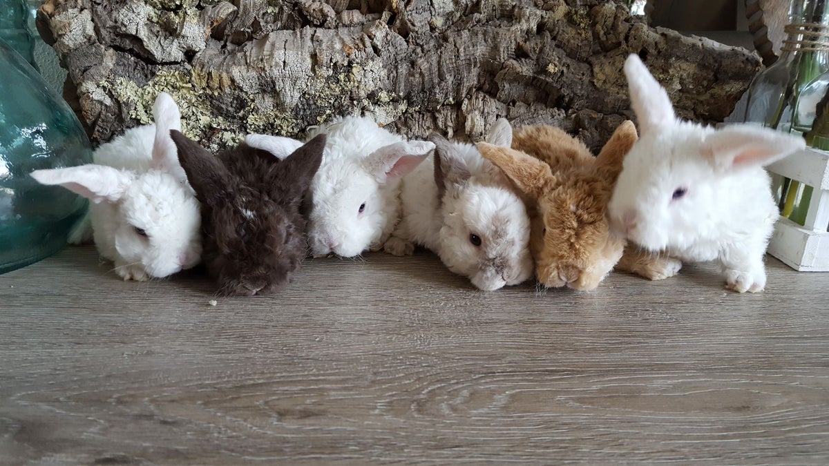 Rex widder konijnen | Caviastal-ginger