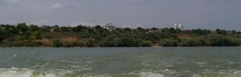 Cattle Egret in image / Cattle Egret / Wading birds﻿ / Birds / Flora ...