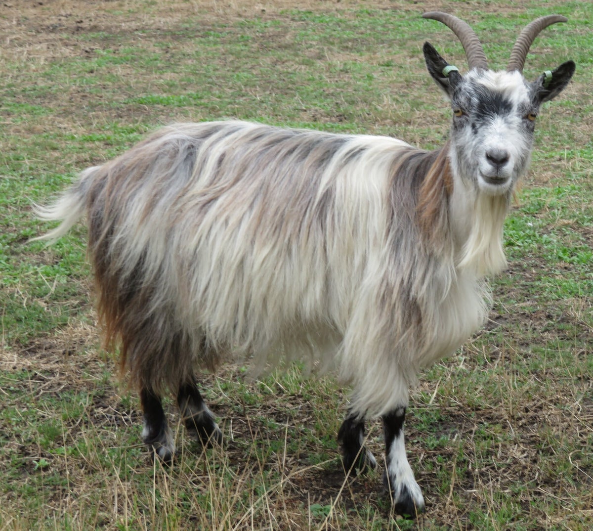 Onze geiten / Onze geiten en bokken | Nederlandse-landgeiten