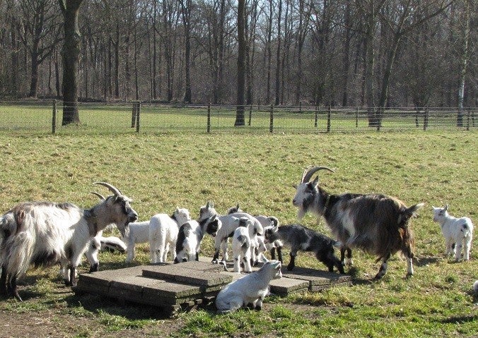 Het leven van de geit / Onze geitenhobby | Nederlandse-landgeiten