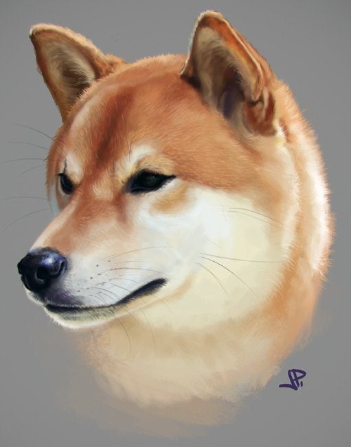 Rasstandaard Shiba | Kyohfuh-akita
