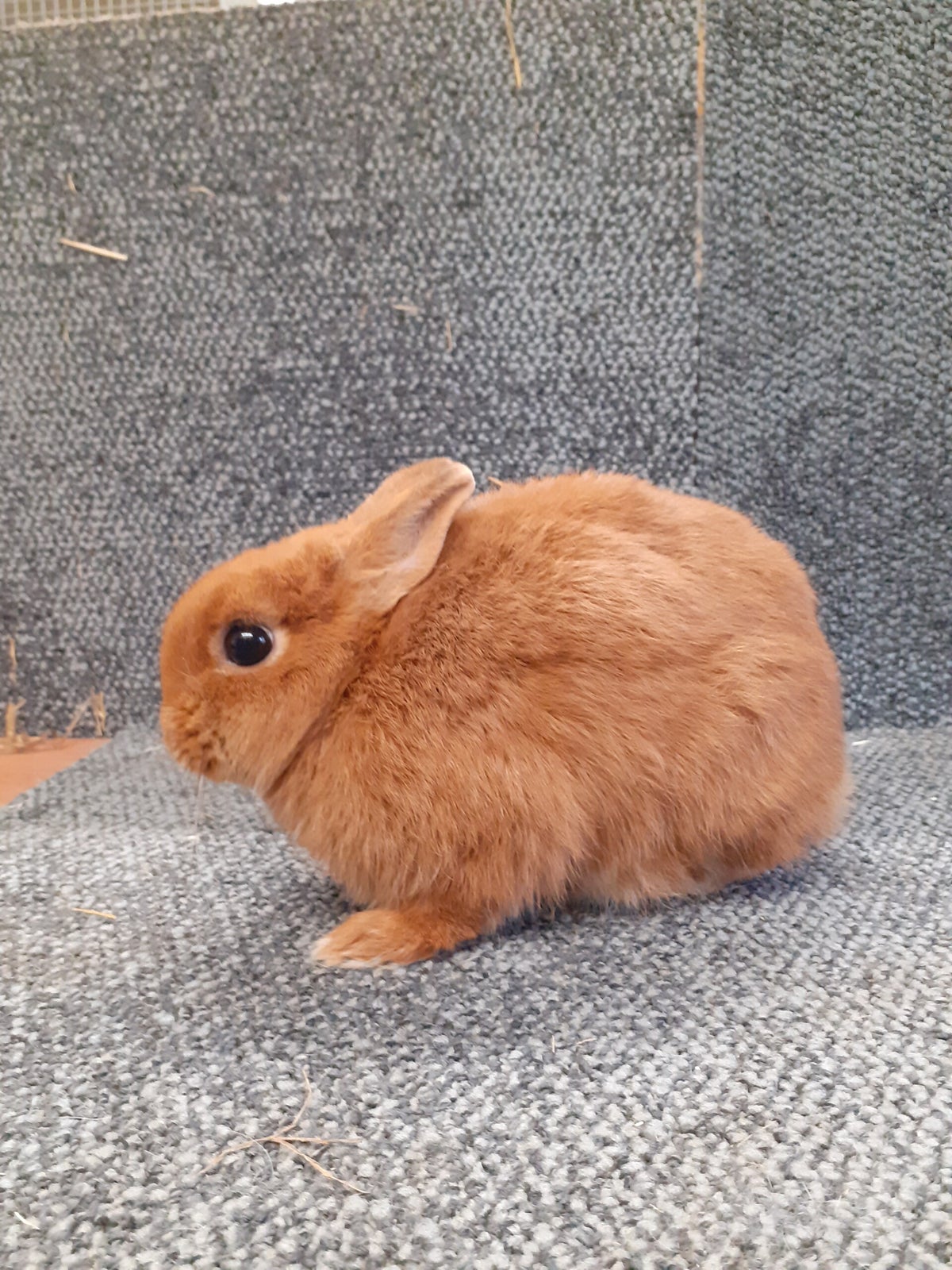 oranje VOEDSTERS | dwerghoes.jouwweb.nl