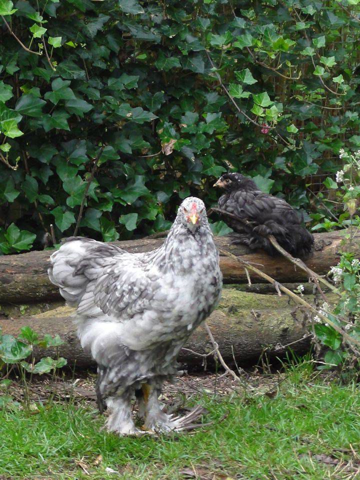 uitkomen / Broeden | Brahma-houseofbrahma