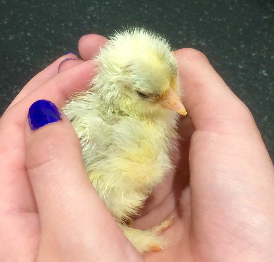 uitkomen / Broeden | Brahma-houseofbrahma