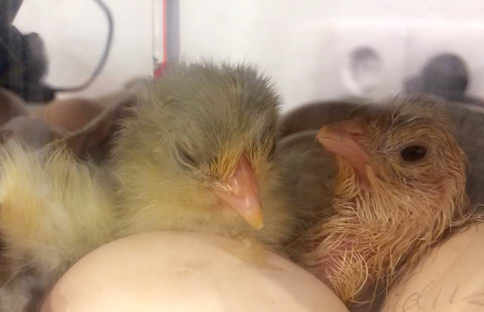 uitkomen / Broeden | Brahma-houseofbrahma