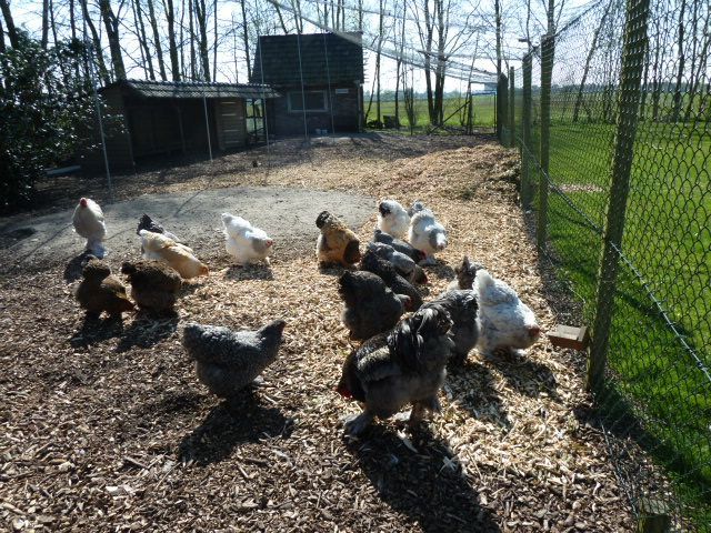 uitkomen / Broeden | Brahma-houseofbrahma