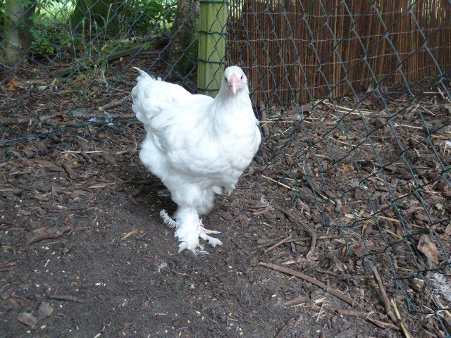 uitkomen / Broeden | Brahma-houseofbrahma