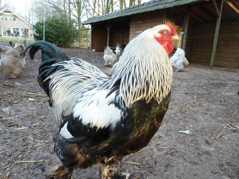 uitkomen / Broeden | Brahma-houseofbrahma