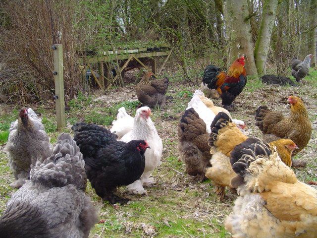 uitkomen / Broeden | Brahma-houseofbrahma