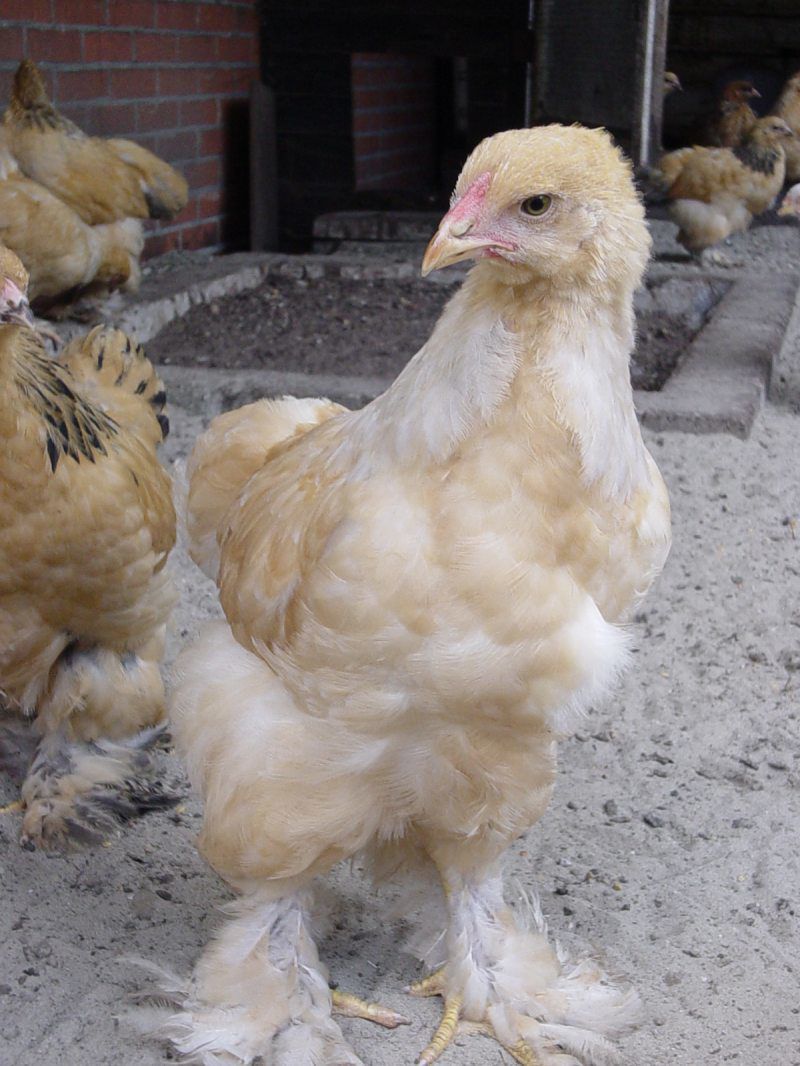 uitkomen / Broeden | Brahma-houseofbrahma